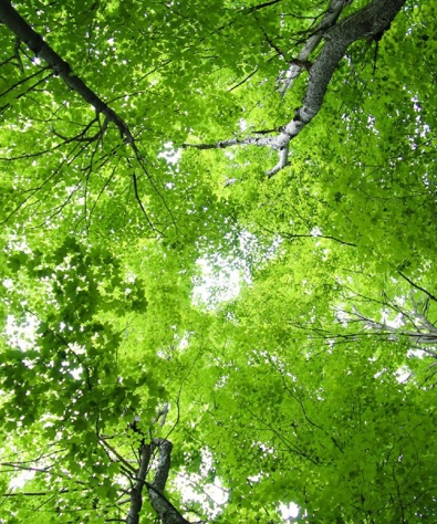 Tree Service Company - Local Arborists | Monster Tree Service